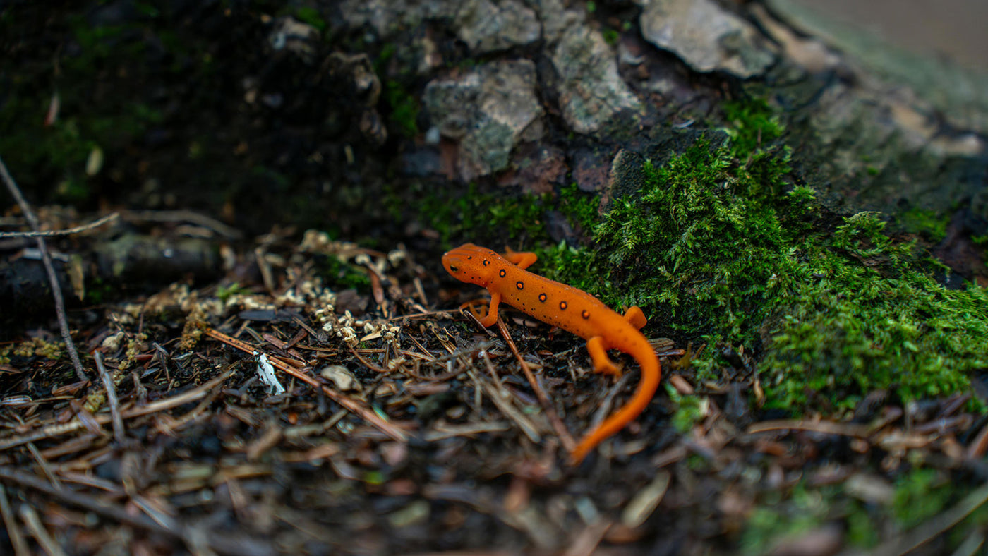 Red Eft Sun Hoodie – TownShirtCo